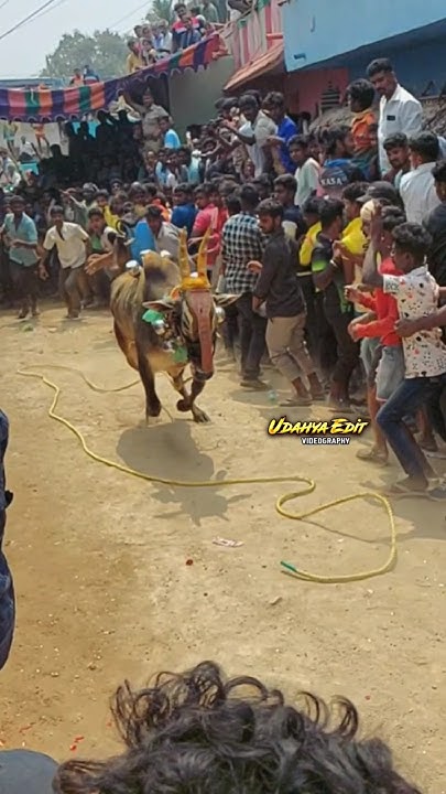 ️🔥Bolreddiyar nandhu #vellore #eruthukattu #vadamadumanjuvirattu # ... ️🔥Bolreddiyar nandhu #vellore #eruthukattu #vadamadumanjuvirattu # ...