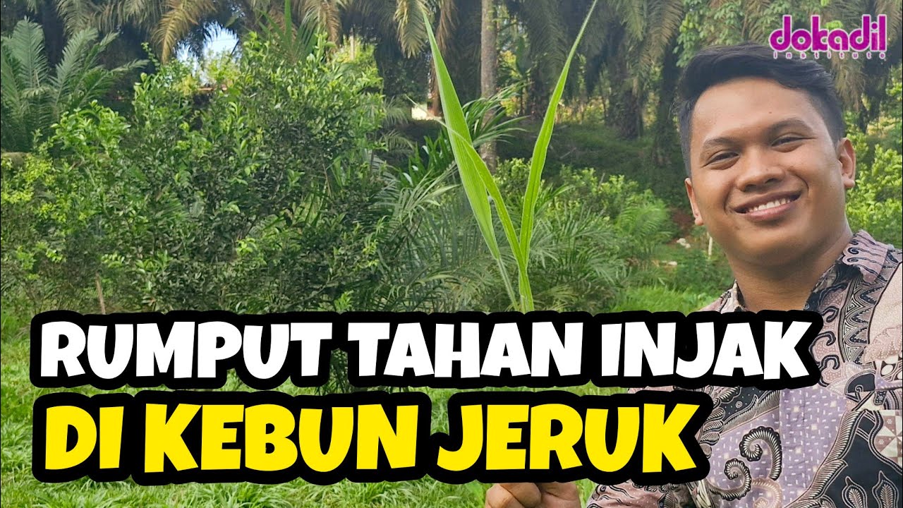 Rumput Ruzi, Hijauan Pakan Tahan Injak⁉️ #pakan #kambing #domba # ...