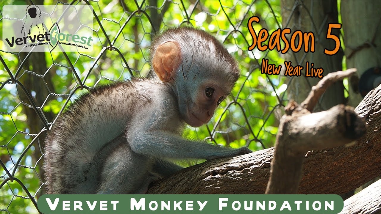Watch Baby orphan monkeys of Season 5 "LIVE" 2nd 2022 - YouTube