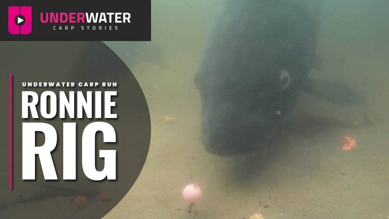 RONNIE RIG - SPINNER RIG / Underwater CARP RUN - YouTube