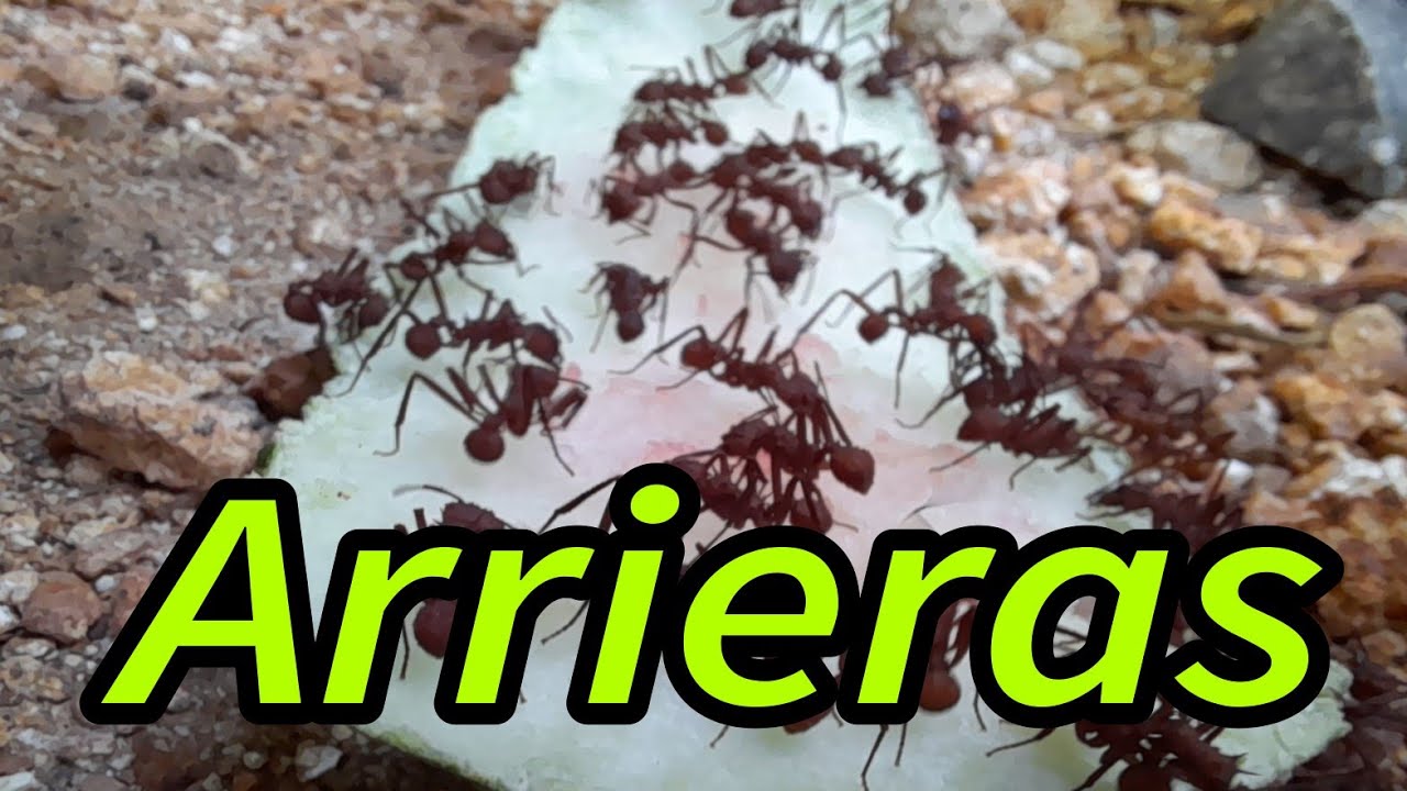 Hormigas Arrieras - YouTube
