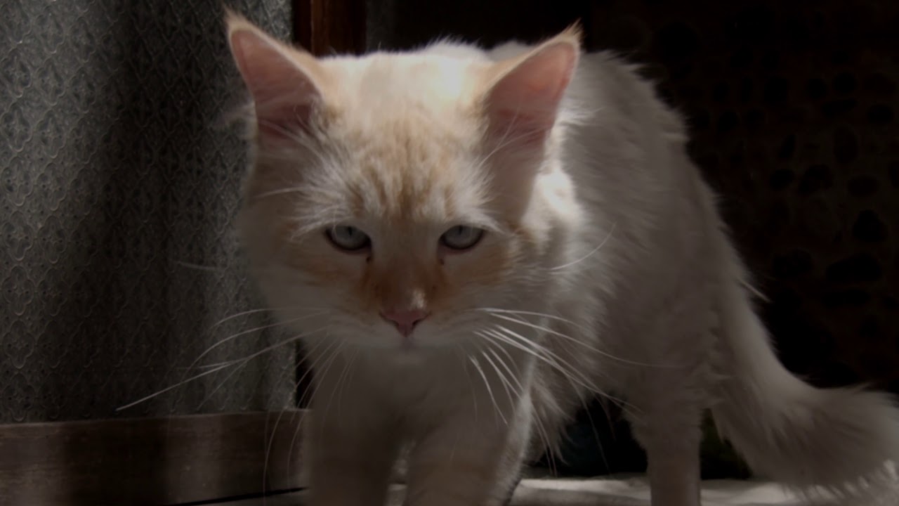 Santino "El Rey Gato". Trailer - YouTube