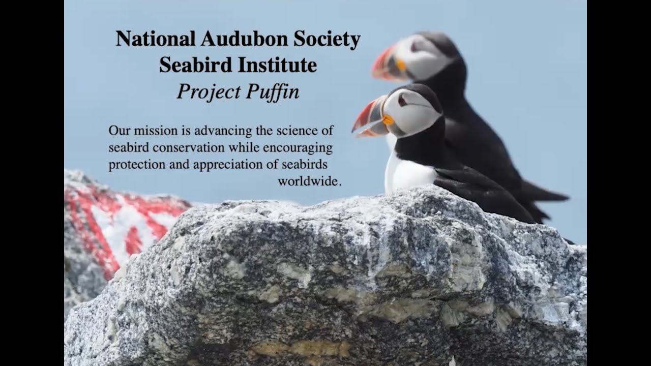 Celebrating 50 Years of the Puffin Project - YouTube