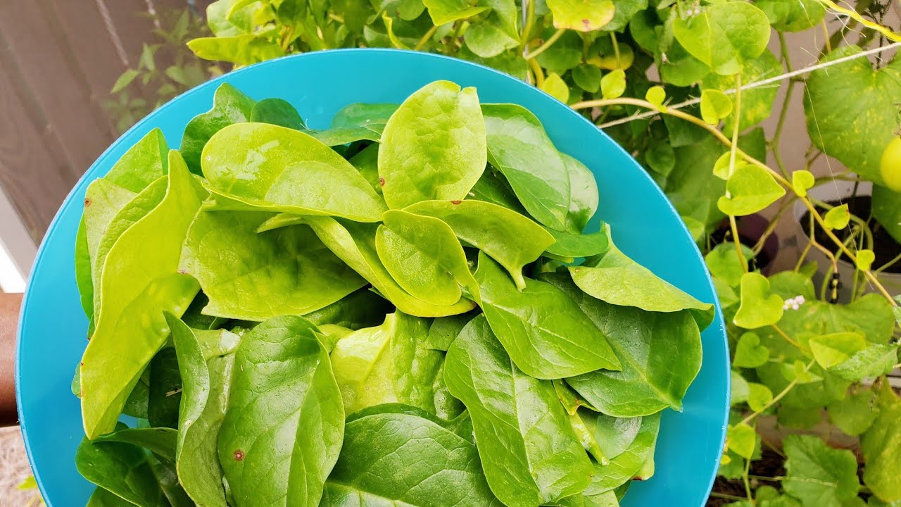 Bachalaku Harvest From My Backyard in USA | USA లో మా గార్డెన్ లో ...