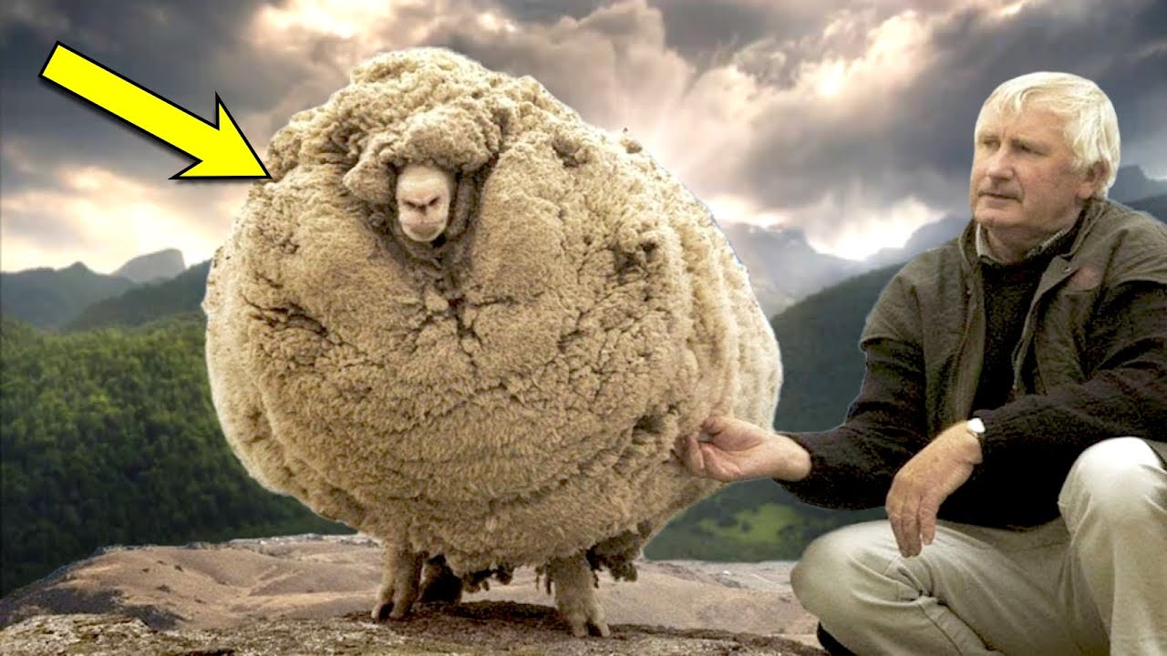 This Sheep Away From Home for 5 Years. Its Discovery Was a Real ...