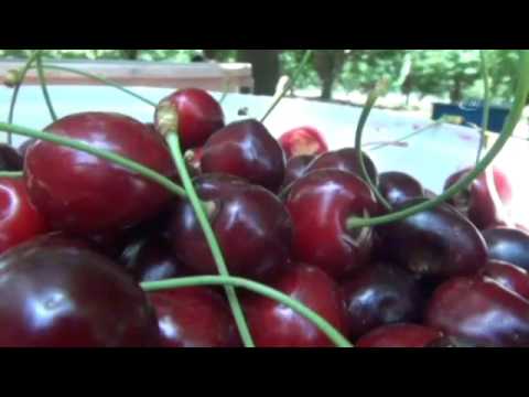 İhracatlık Kiraz Hasadı Başladı