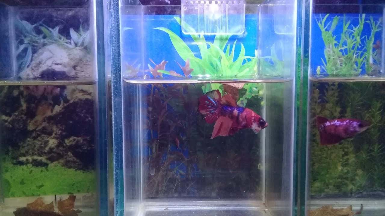 Belajar Breeding Cupang - YouTube