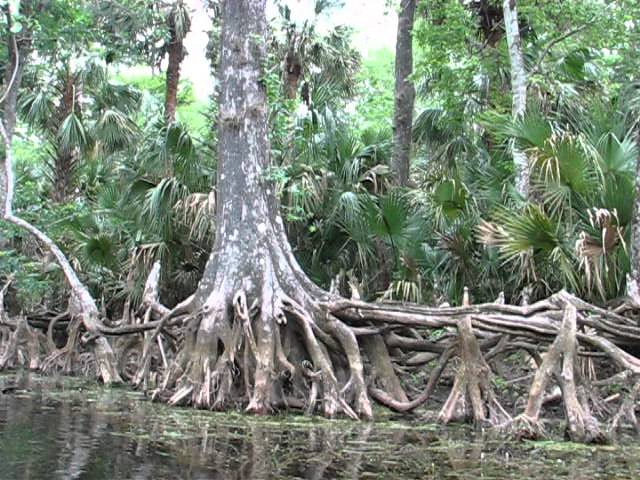 Cypress Tree Swamp Roots
