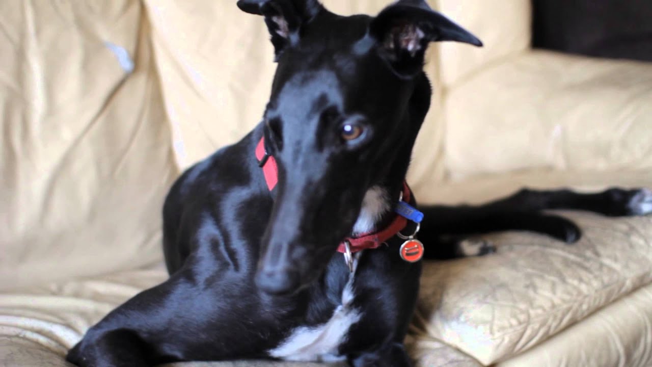 Sympathetic greyhound howling/rooing - YouTube