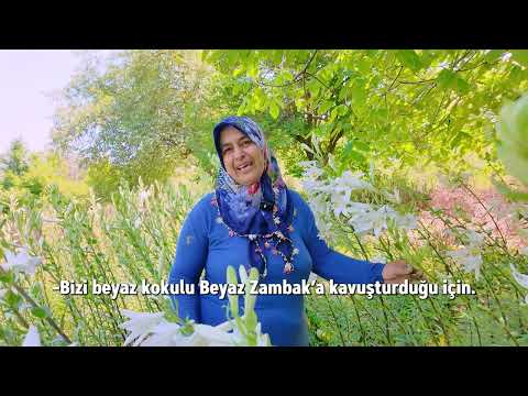 Beyaz Zambak Yetiştiriciliği Projesi ile kadınlar emeklerini üretime ve dayanışmaya dönüştürüyor
