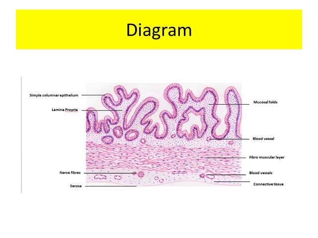 Gallbladder Histology Gallbladder Gallbladder Flush