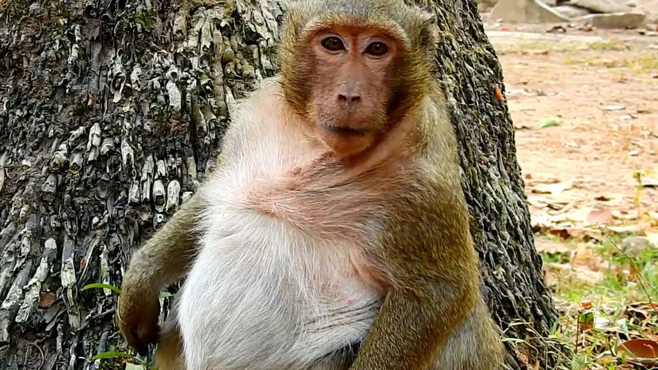 Funny Sweetpea monkey his busy find food and plays, Especially his ...