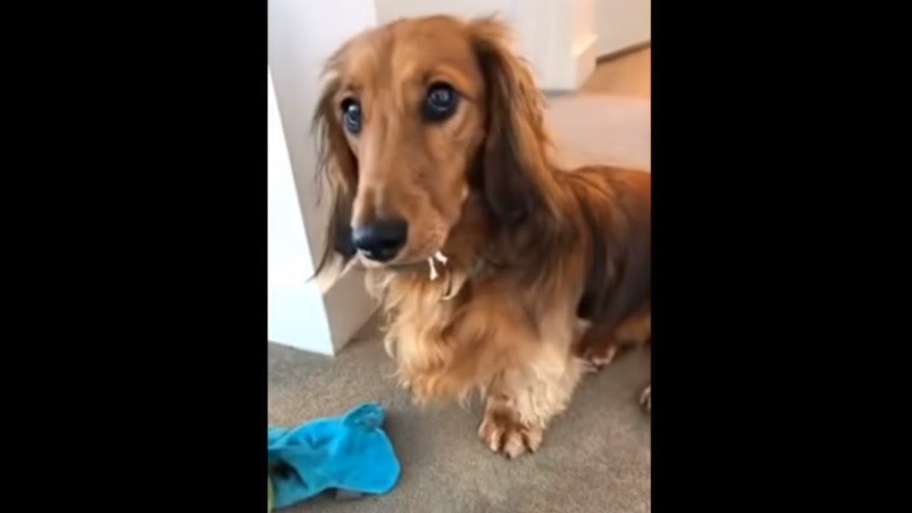What Are The Odds This Dog Ate The Toilet Paper YouTube what-are-the-odds-this-dog-ate-the-toilet-paper-youtube