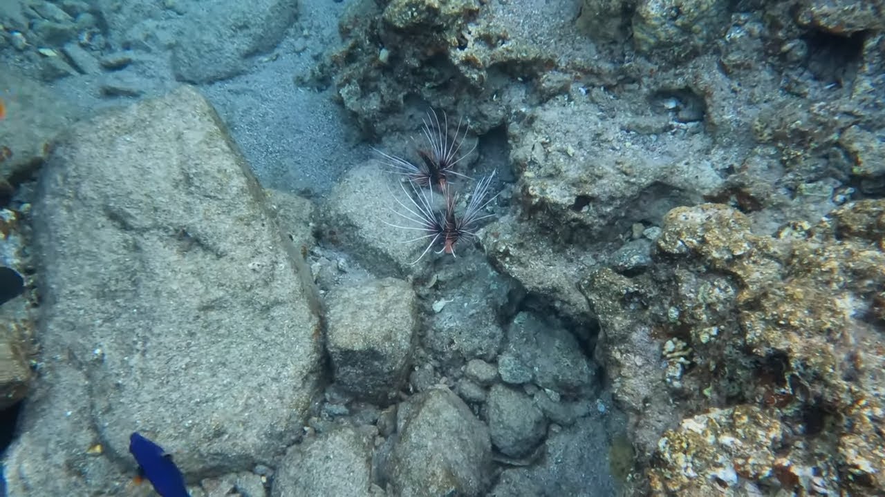 ANTENNA FISH - COULD THEY BE MATING? These Unique Creatures are aka ...