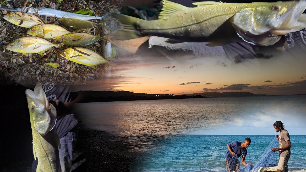 THE MOST SURPRISING NET FISHING TODAY MASSIVE SNOOK AND JOCK FISH GOT ...
