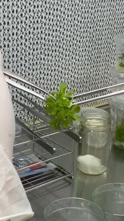 Trimming ️ #plants #TCplant #laboratory #science #laboratorywork #lab # ...