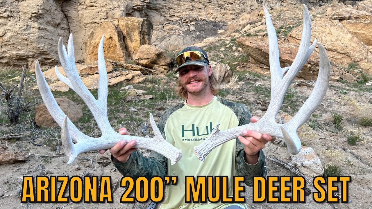 SHED HUNTING 2024 | 200" MULE DEER SET - YouTube