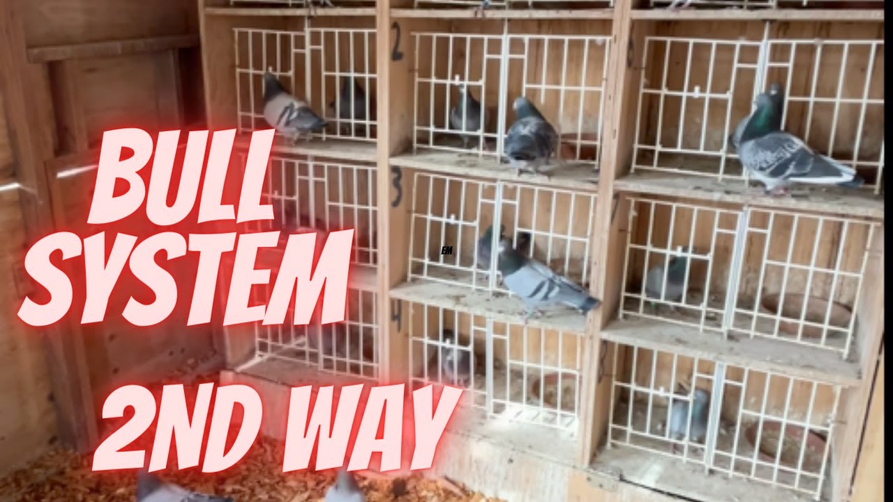 BULL SYSTEM -EASIER WAY- - YouTube