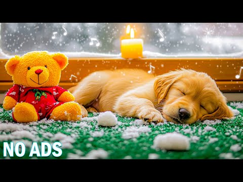 🐾 Rahat köpekler için 24 saat müzik | Huzur ve denge için ideal arka plan müziği
