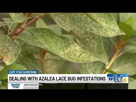Cape Fear Gardening: Dealing with azalea lace bug infestations
