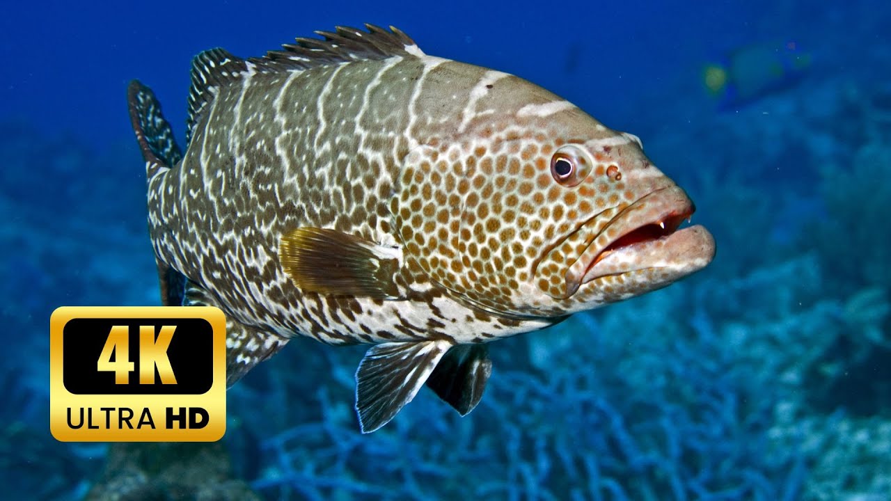 Close-Up of a Grouper in 4K – Exploring the Deep Sea 🎥🐠 - YouTube