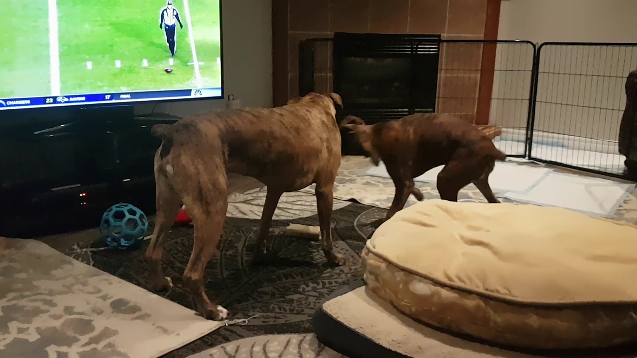 Boxers talking and playing - YouTube