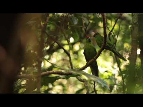 Tasman Parakeet Courtship feeding - YouTube