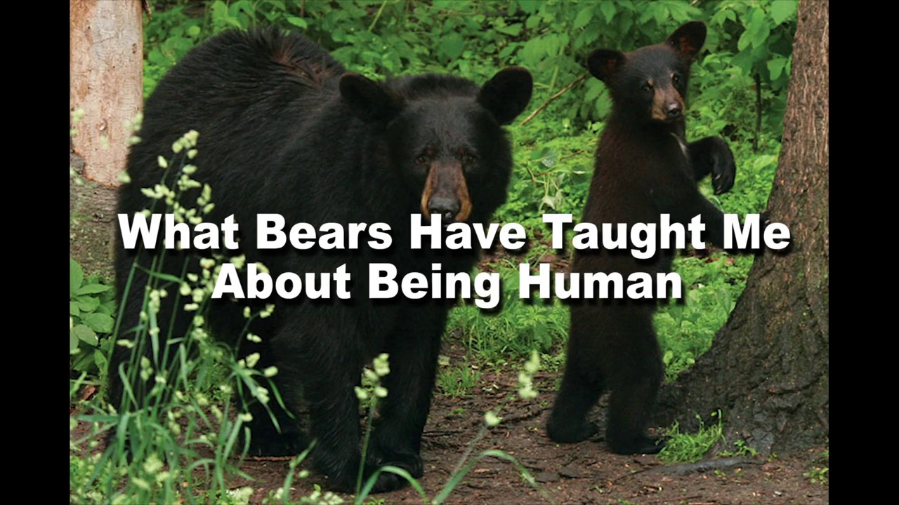 The Social Black Bear: What Bears Have Taught Me About Being Human with ...