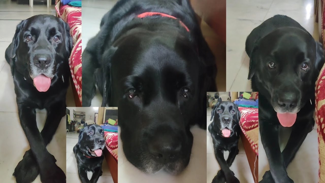 Meet my Labrador Alex baby 🐶🐕 #viral #trending #dog #pets - YouTube