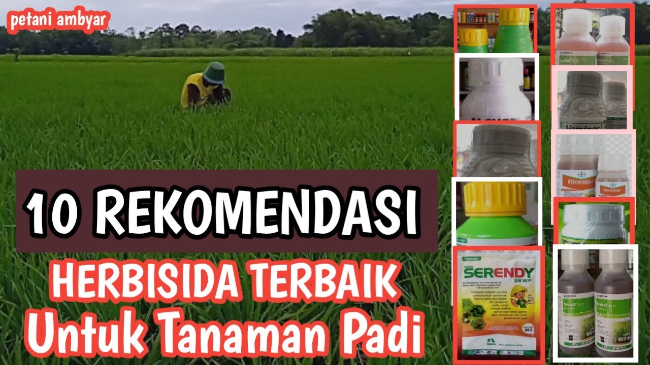 10 REKOMENDASI HERBISIDA TERBAIK UNTUK TANAMAN PADI - YouTube