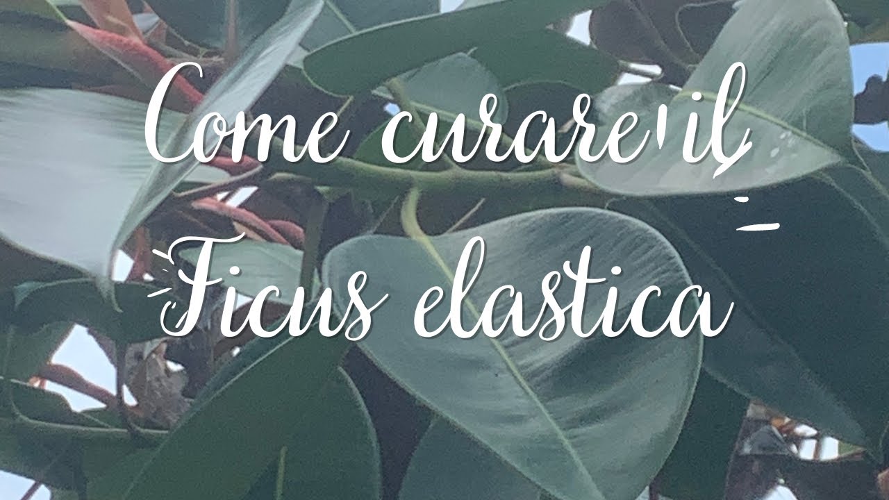 Come curare il Ficus elastica, conosciuto anche come Fico del caucciù ...