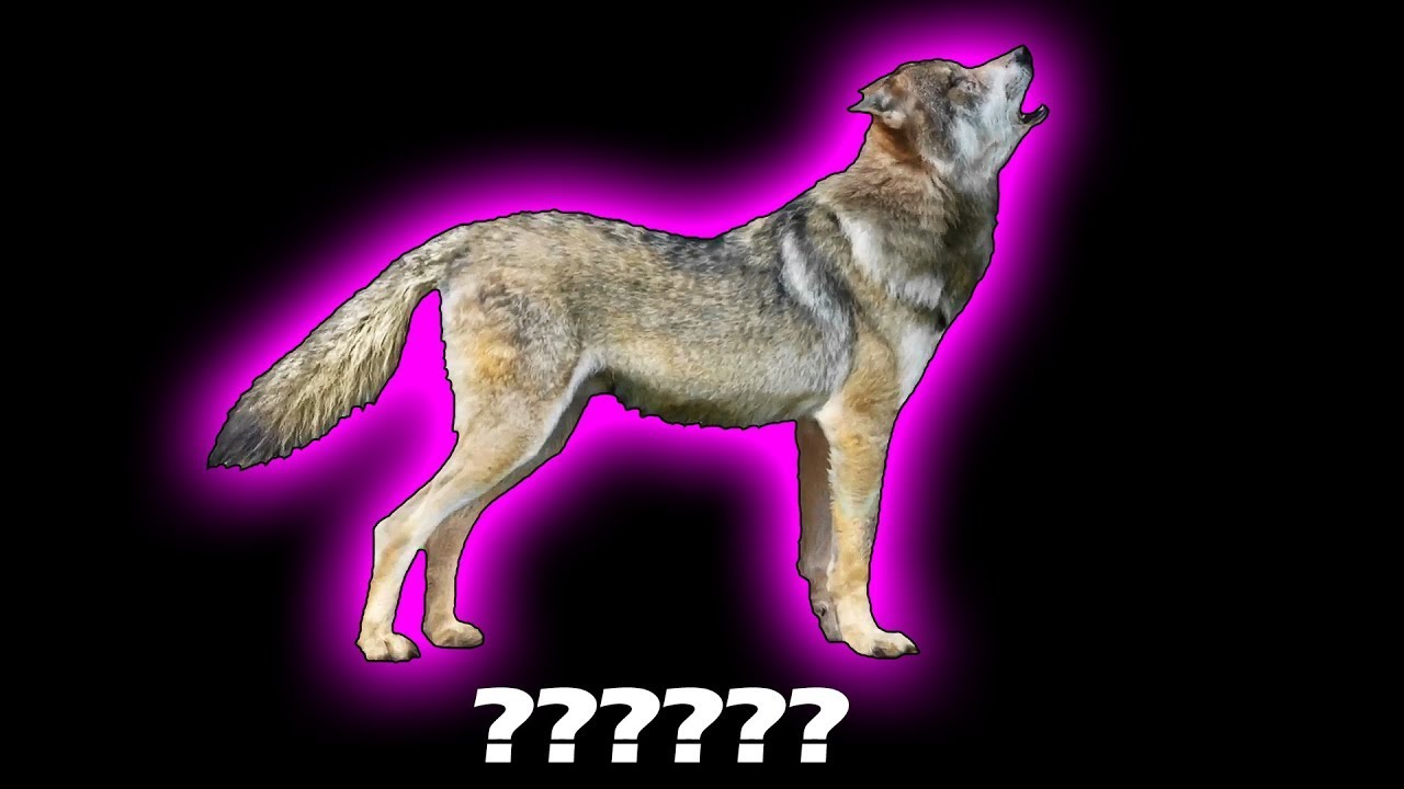 4 "Wolf Howling" Sound Variations in 56 Seconds - YouTube