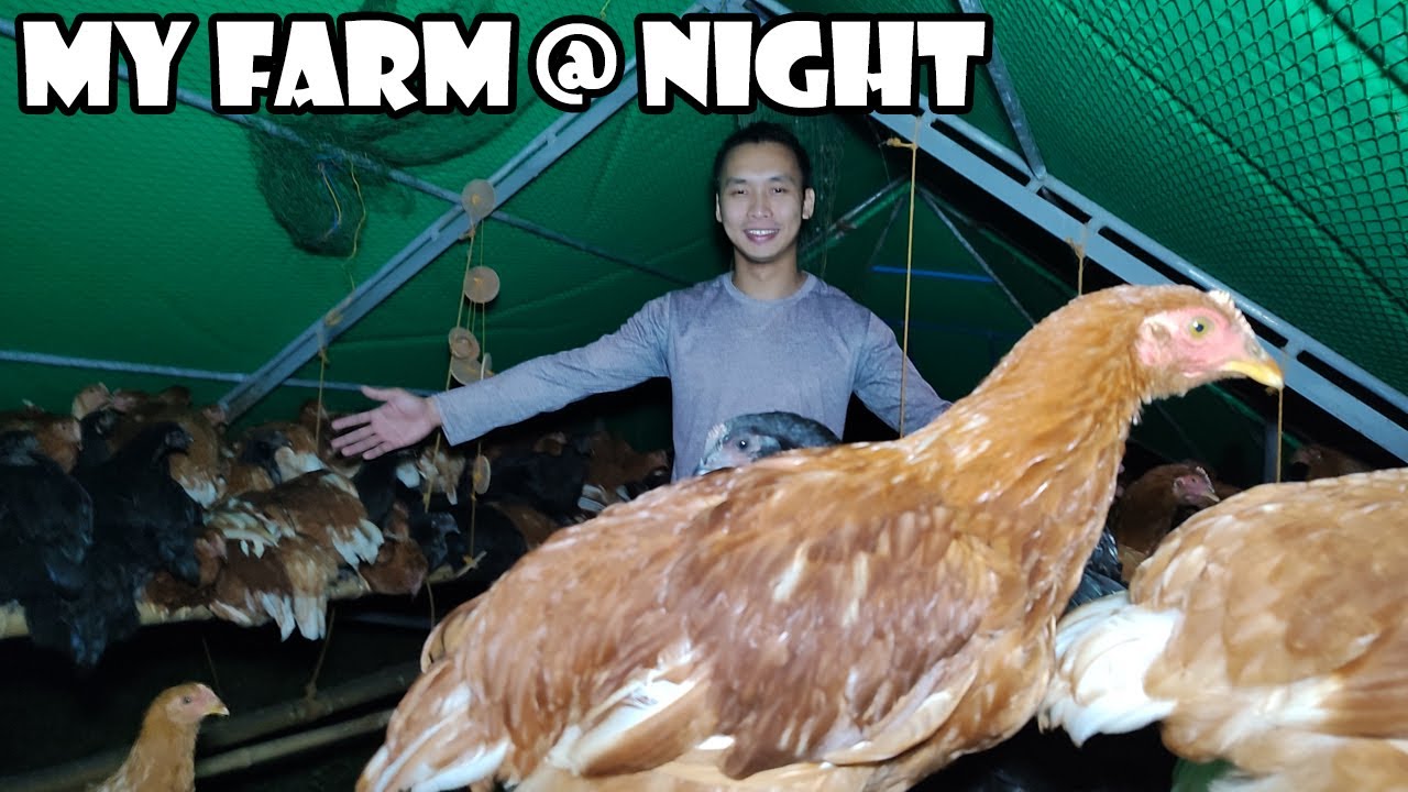 My Free Range Chicken Farm at Night - YouTube