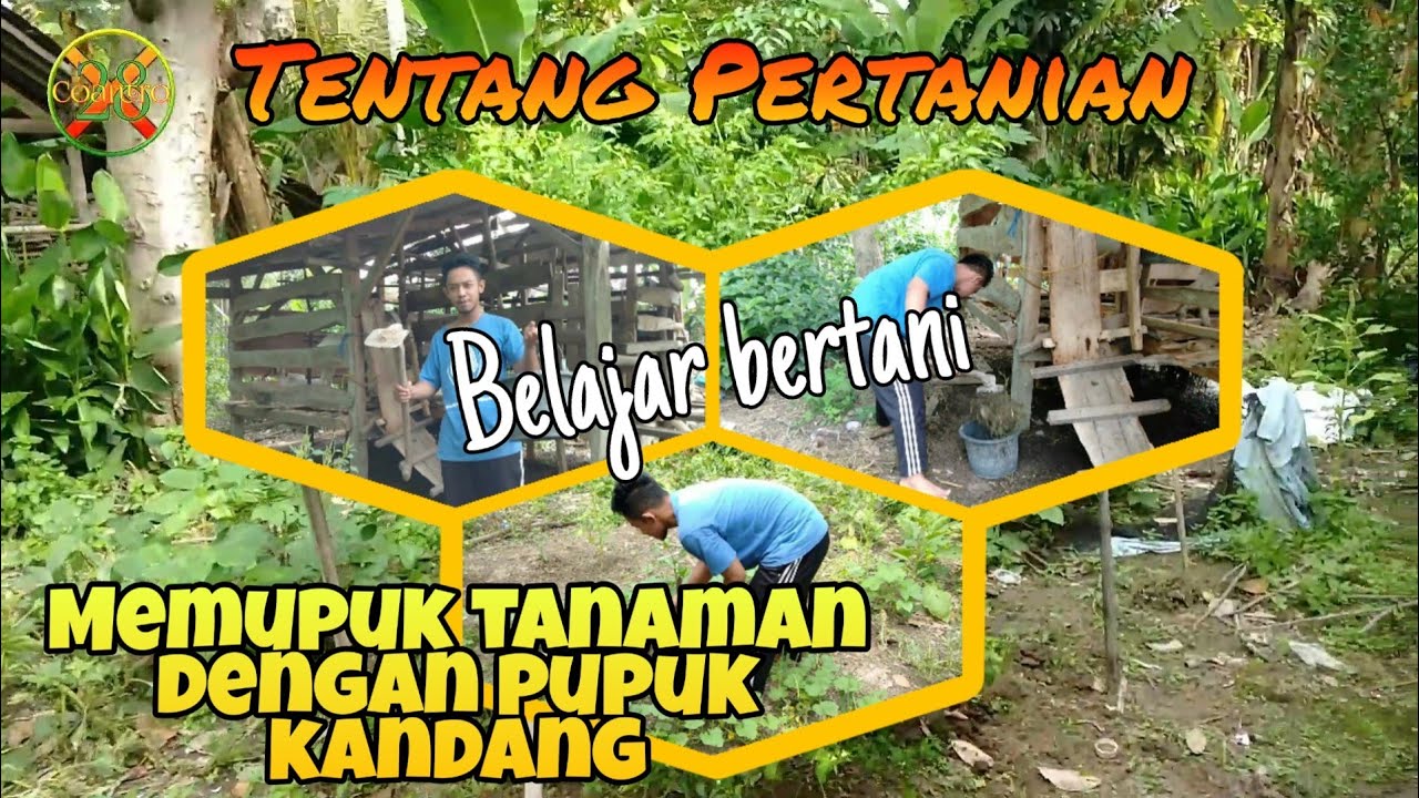 [Tentang Pertanian] cara memupuk tanaman dengan pupuk kandang - YouTube