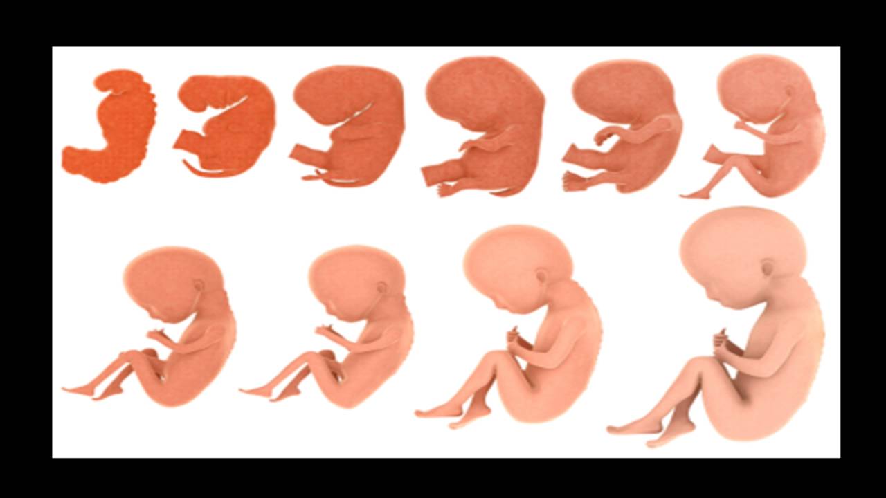 Biology - How you were born - Fertilization, development of embryo ...