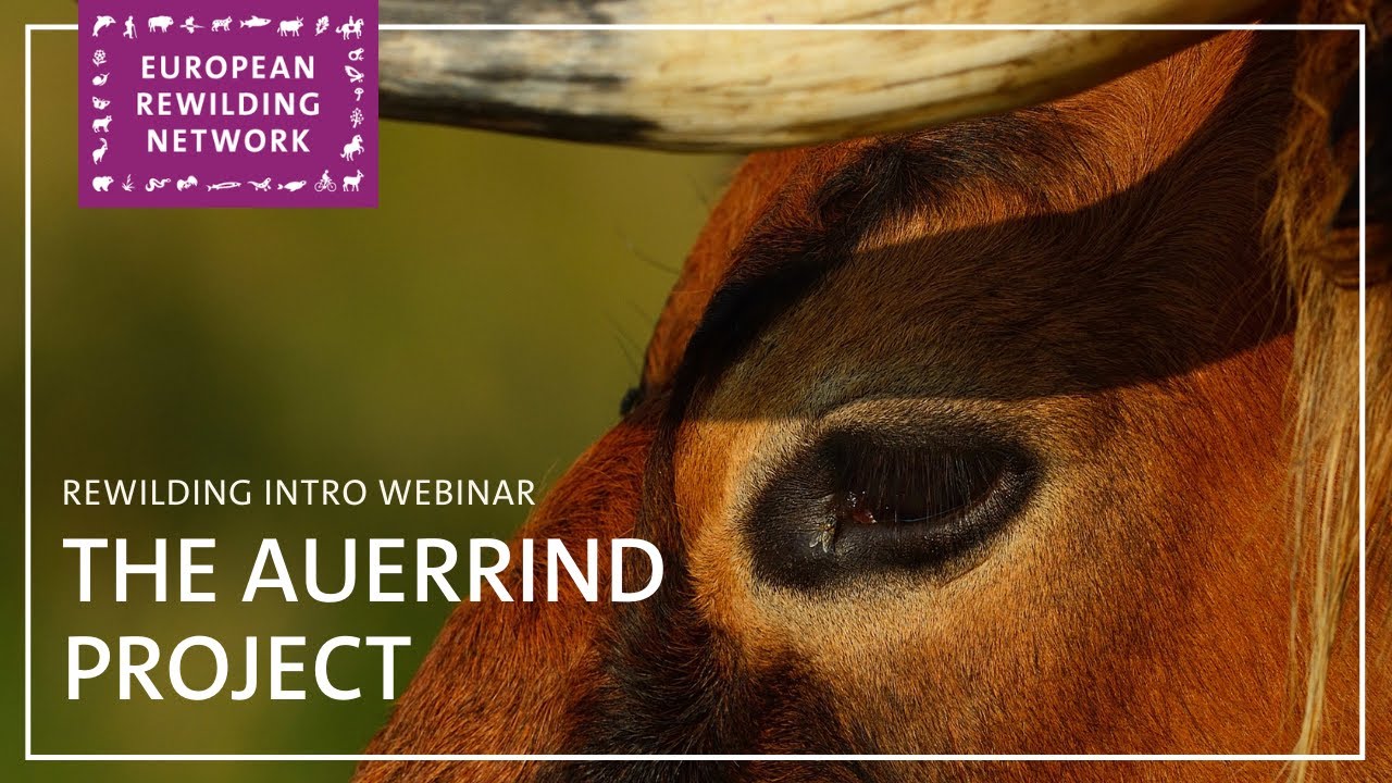 European Rewilding Network | Rewilding Intro | The Auerrind Project ...