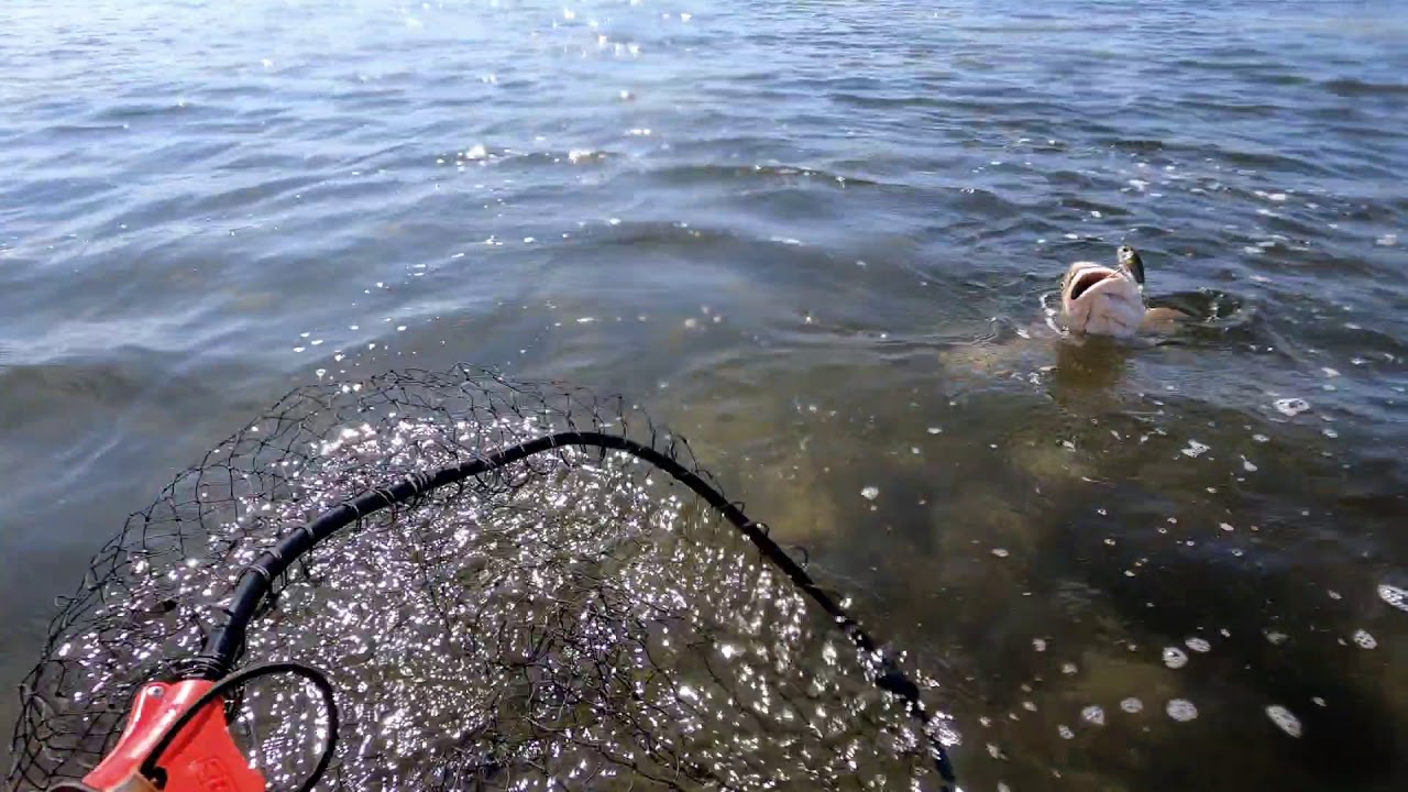 HellRazor fishin with Steve's lure Mullet - YouTube