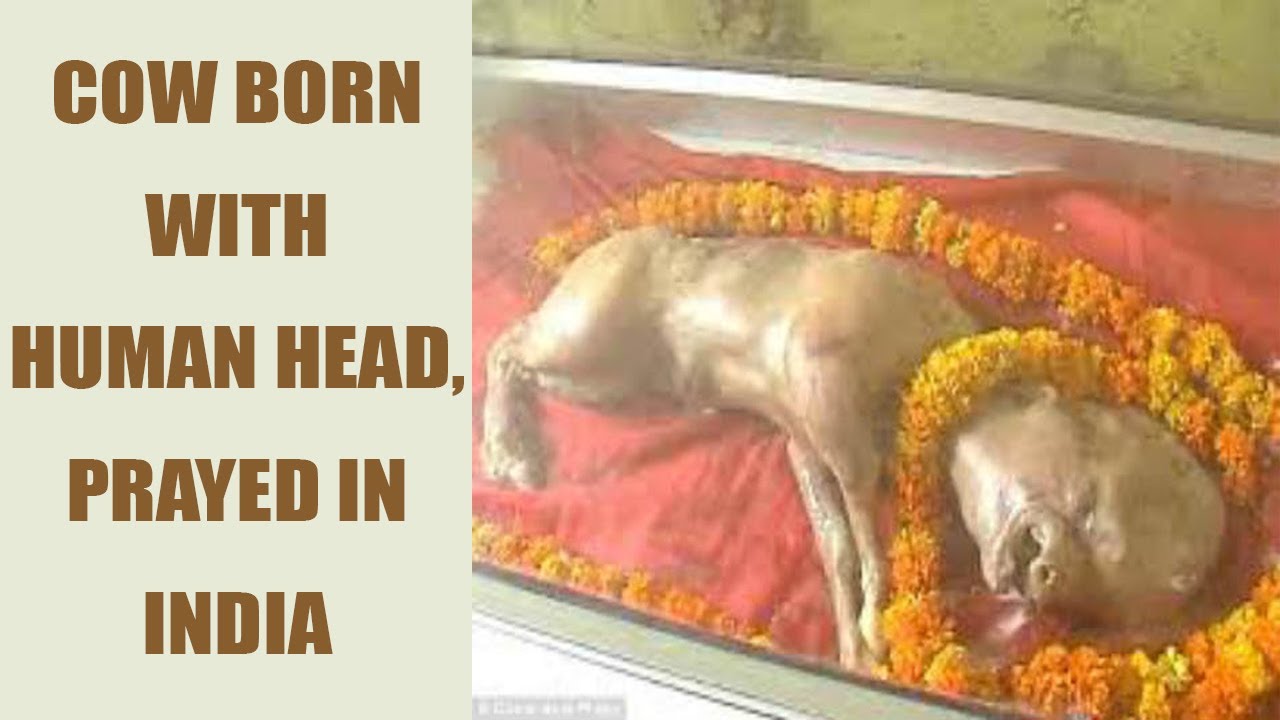 Cow having human-like head worshiped in Uttar Pradesh, India | Oneindia ...