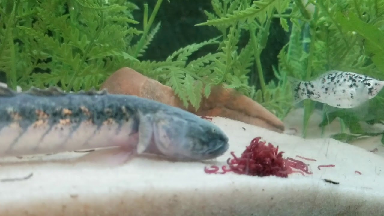 Feeding Moby. The Dragon Goby. - YouTube