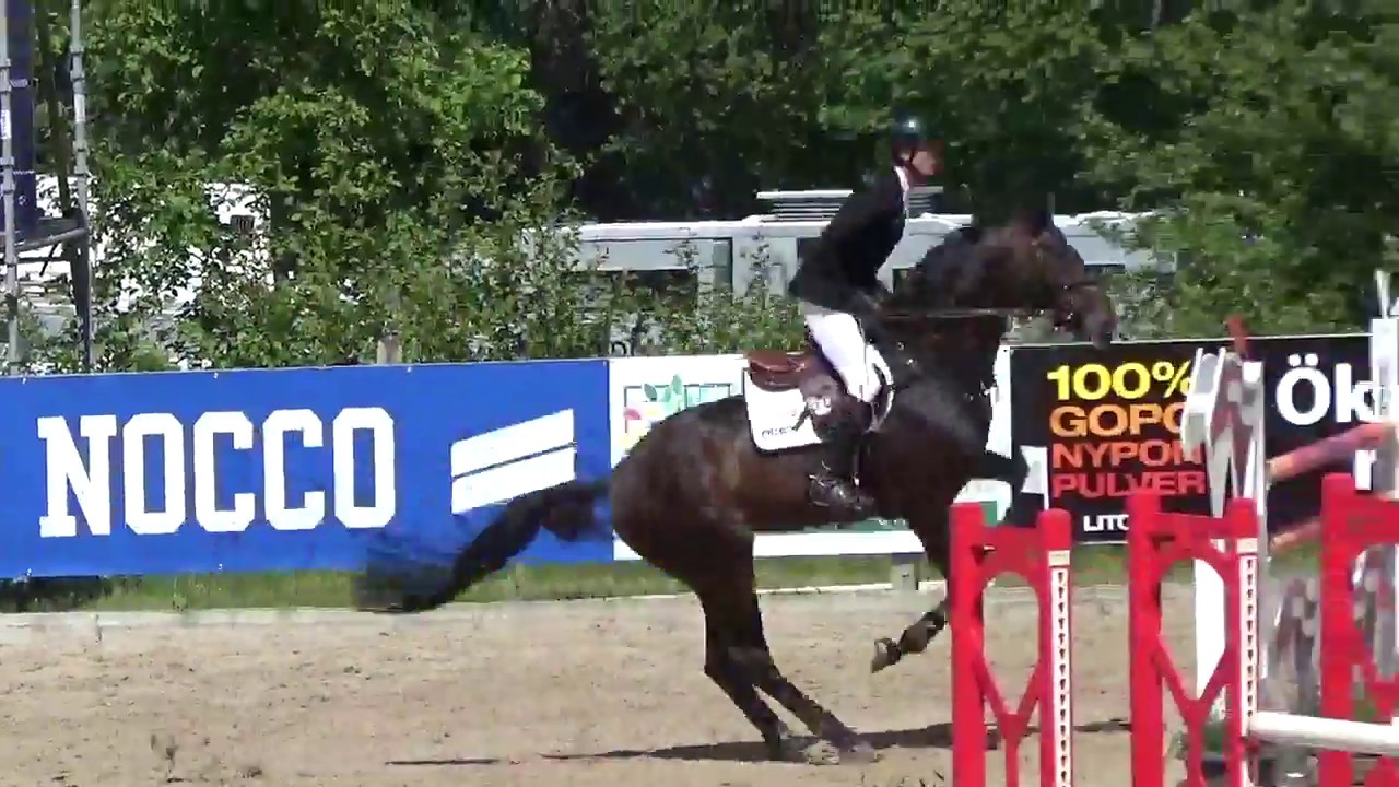 Google, stallion born 2011 by Cardento - Chacco Blue. 1.35m - YouTube