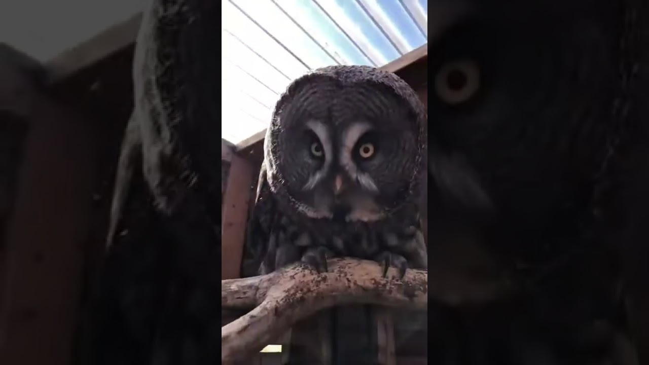 Wild innocent owl - YouTube