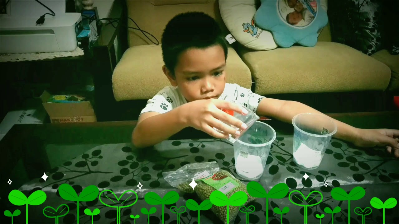 Ariki - Project Menanam Kecambah - YouTube