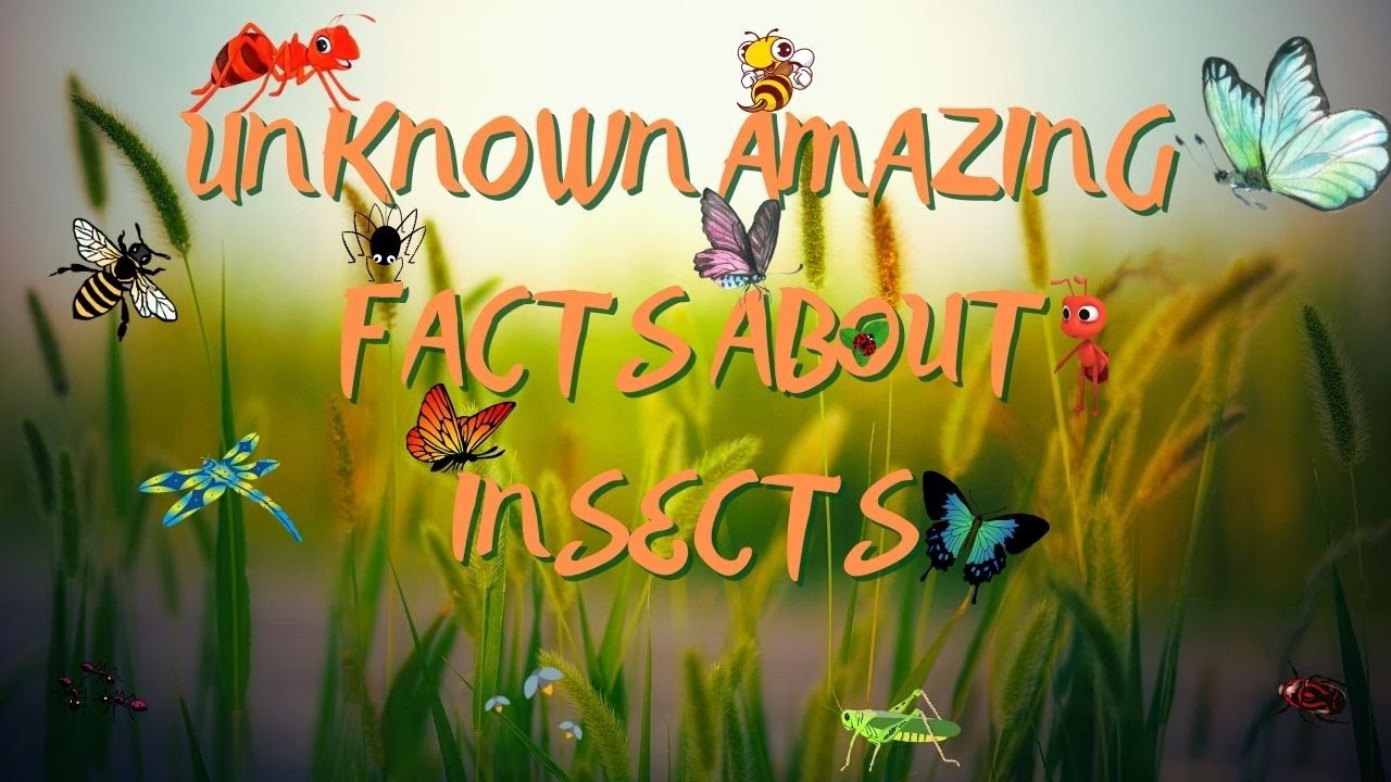 Unknown Amazing Facts about Insects | Nature's Tiny Wonders. - YouTube