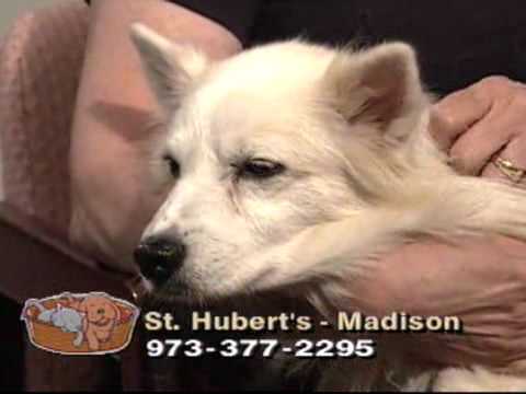 Homeless Tails - NJN Public Television & Radio - YouTube