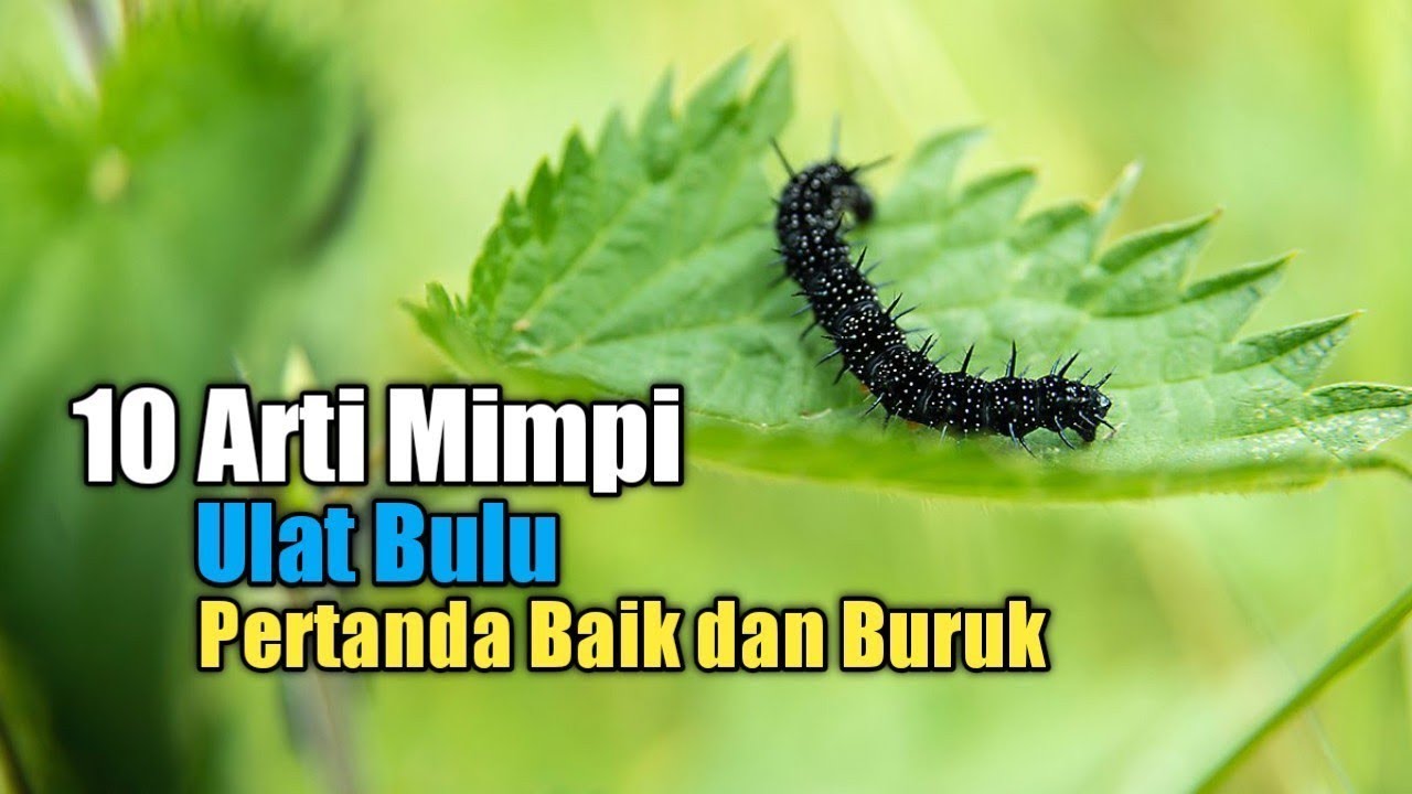 10 Arti Mimpi Ulat Bulu, Pertanda Baik dan Buruk - YouTube