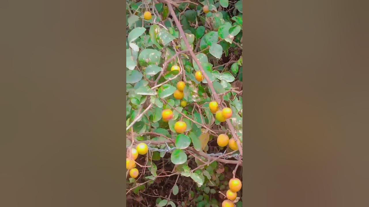 mithe mithe ber bhaiyon mithe mithe ber - YouTube