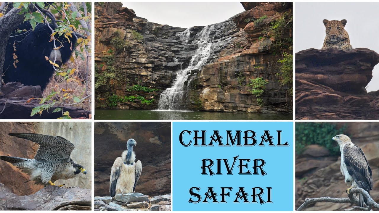 Chambal River Safari | Long Billed Vultures | Leopard | National ...