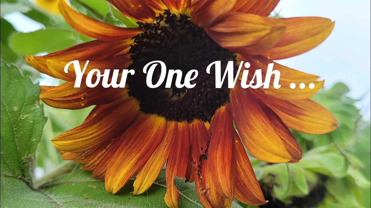 Miss Me, Miss Me Not ... 🌻🥀 #KingdomMarriage💕 ️ - YouTube