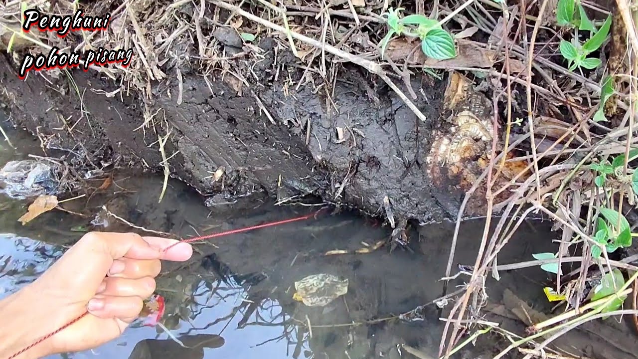 Mancing belut penghuni pohon pisang. tarikan yang kuat - YouTube