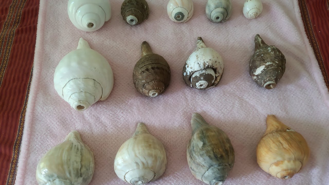 types of Vishnu shankh , types of turbinella pyrium - YouTube